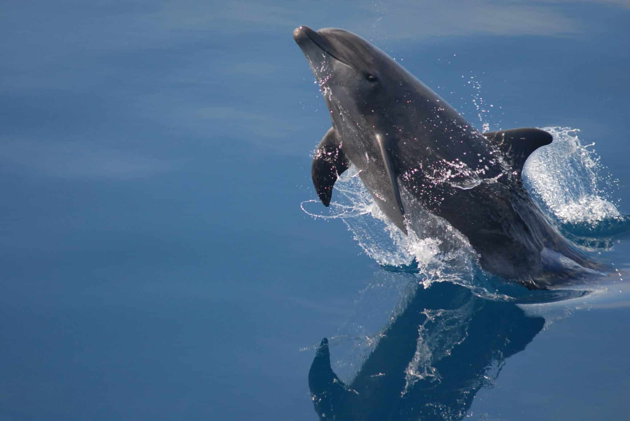 Where to See Dolphins in the UK: Top Locations Revealed