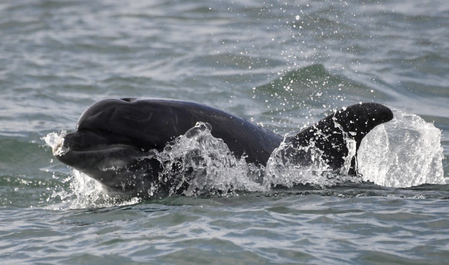 Discover the best place to see dolphins in Wales